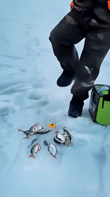 Зимняя рыбалка. Открытие прошлого сезона