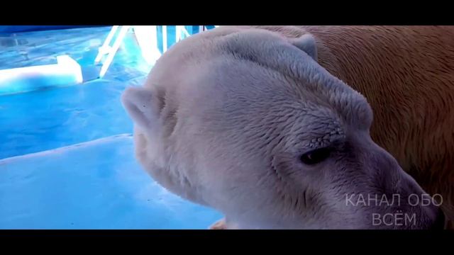 Сафари парк в Геленджике.