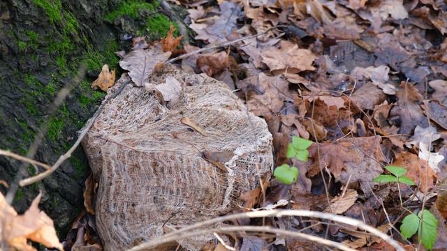 Экология Абдуллина Амина и Шипицина Амелия