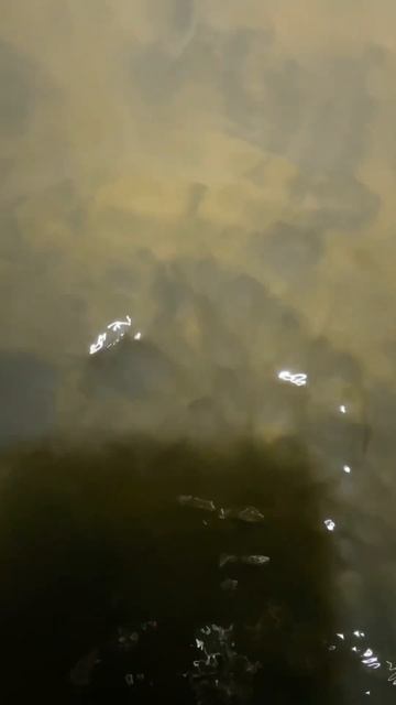 Судачек поплыл домой. Ночной спиннинг на судака