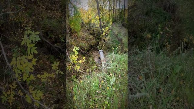 Через овраг по лесопосадке "по грибы"