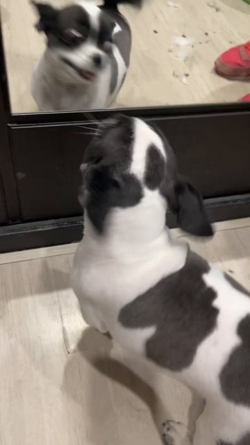 ✂️ Как постричь непослушную собачку? Фунтик на стрижке