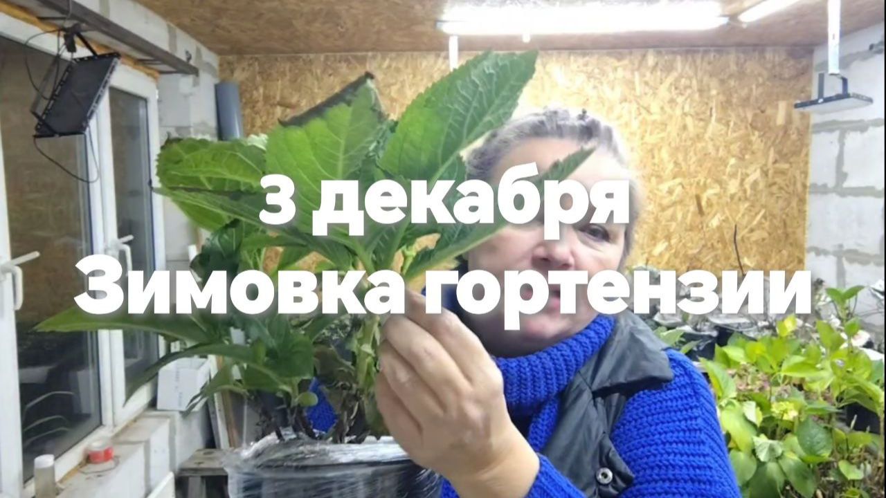 Крупнолистная гортензия зимует так - избегайте моих ошибок!