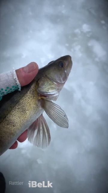 Судачка - красавчика обратно в лунку. Расти и радуй поклевками