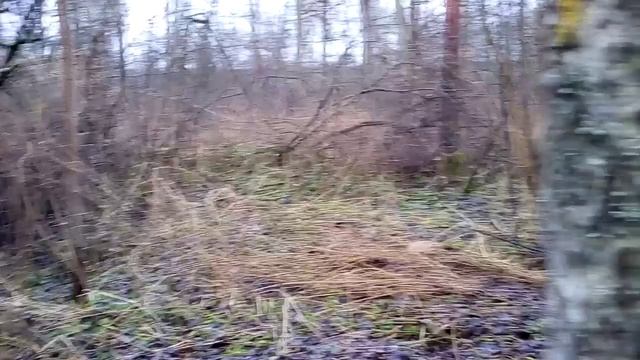 СДЕЛАЛ СОЛОНЕЦ ЗАЙЦУ ,РАЗНЁС ПРИВАДУ ХОРЯМ И ЛИСЕ .НАШЁЛ ПРОВОЛОКУ НА КАПКАН