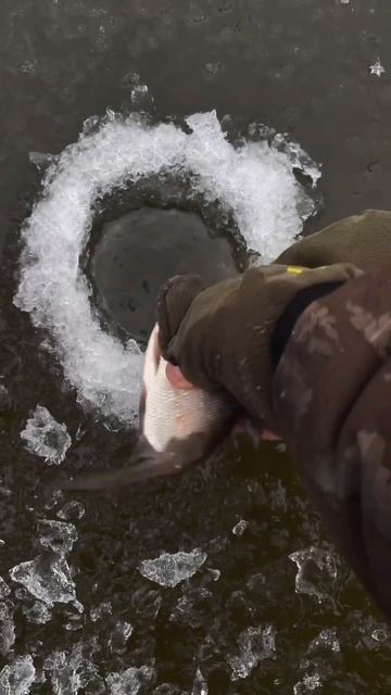 Давай-ка домой! Зови папу леща!