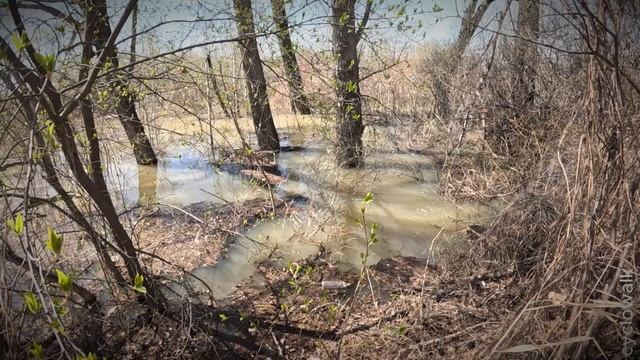 Мониторю паводок на Иртыше.