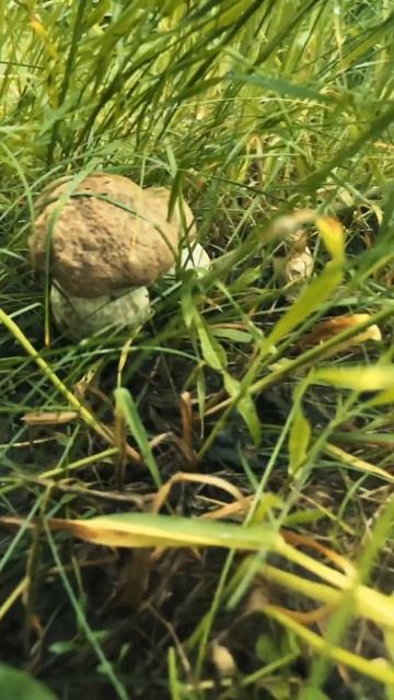 Подберезовик жестковатый. Довольно редкий гриб. А их ногами пинают