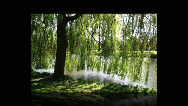 CJ Mind - Like a Falcon