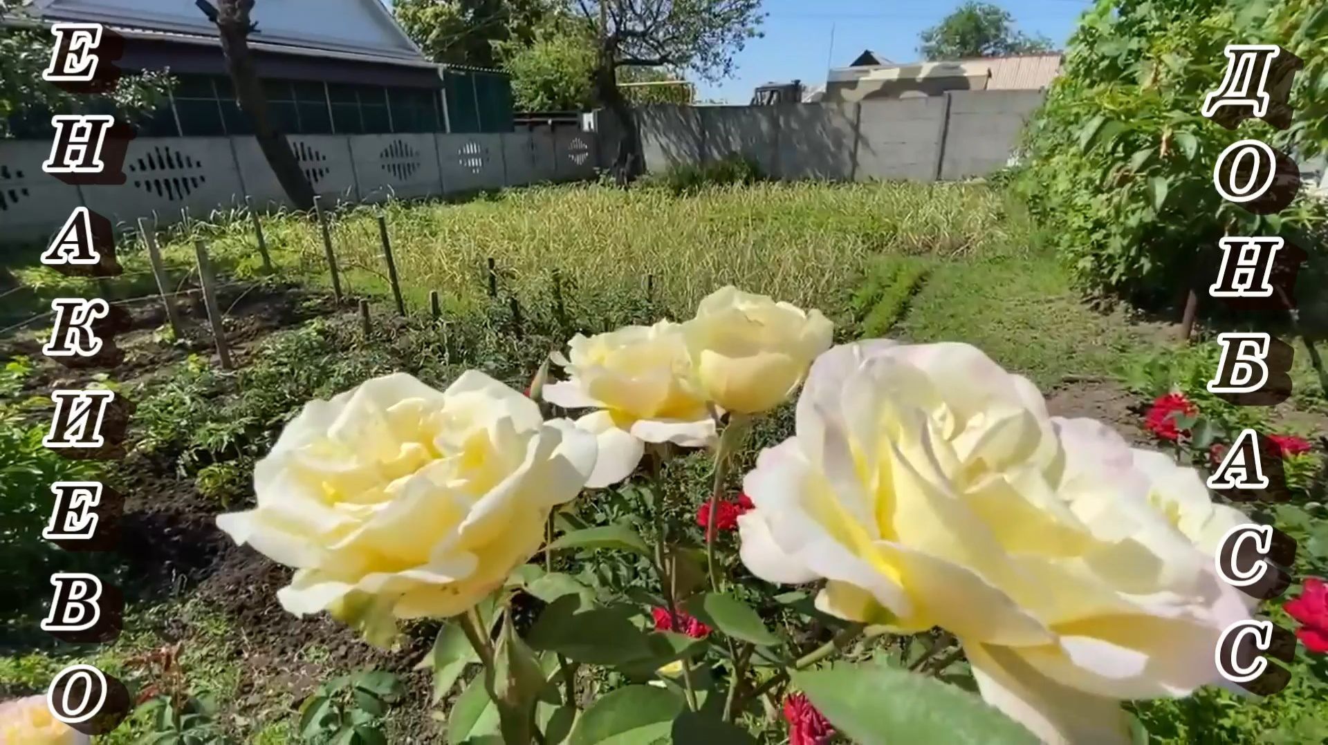 2023. "Молодая картошка | Зацвели огурчики". 19.06.2023.