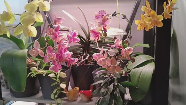 Формирование ЦВЕТОНОСА/ Цветение ОрХиДеЙ/ Стимуляция на ЦВЕТЕНИЕ