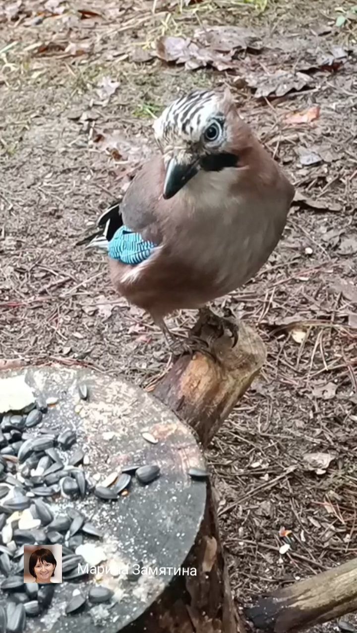 Птички в лесу.