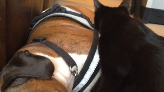 Кошка Иззи чистит Самсона, пса-боксера, и ему это нравится | ASMR - Груминг