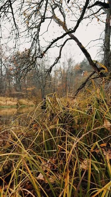 Рыбалка за городом на осенней реке. Лист падает