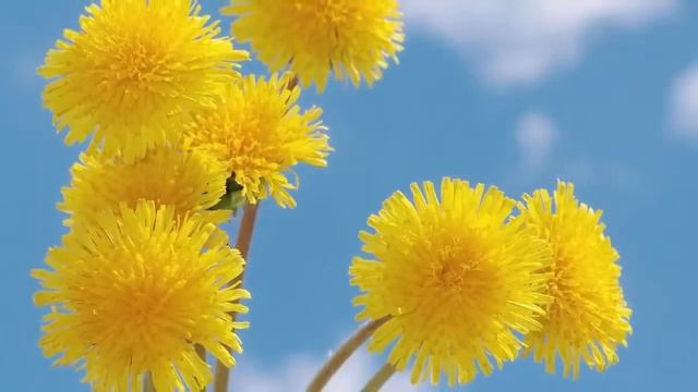 Антипаразитарные травы пятьдесят растений