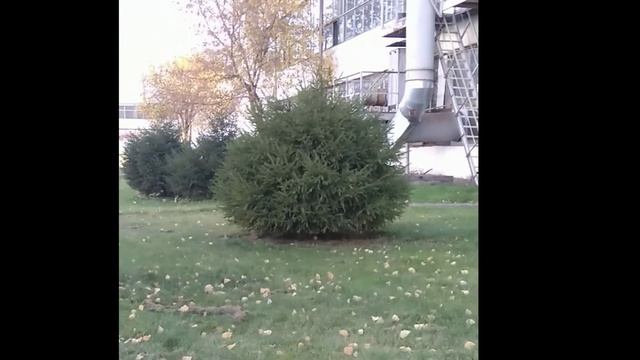 Ёлка-хохотушка