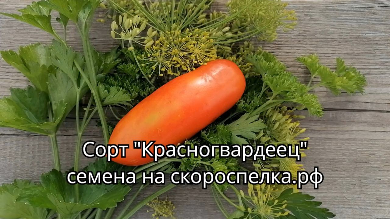 "Красногвардеец" для консервации, просто идеальный сорт томата. Его семена у нас на скороспелка.рф