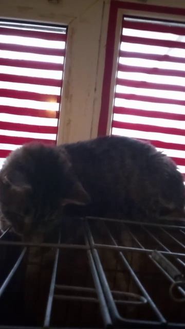 Тигруша жива( в описании)