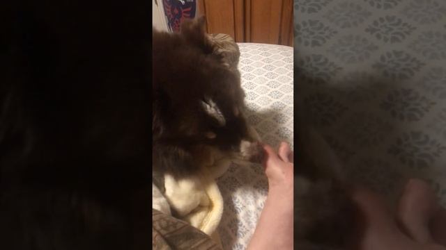 Собака кусает ноготь на большом пальце ноги | ASMR - Груминг