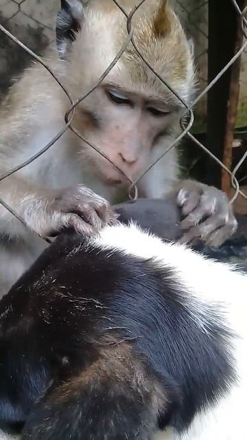 Обезьяна чистит собаку | ASMR - Груминг