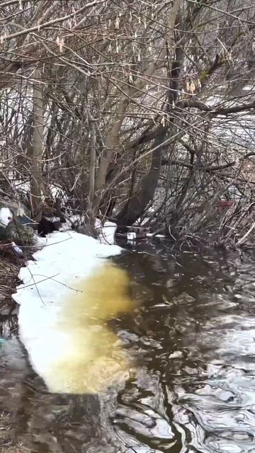 Норка чистится после зимы