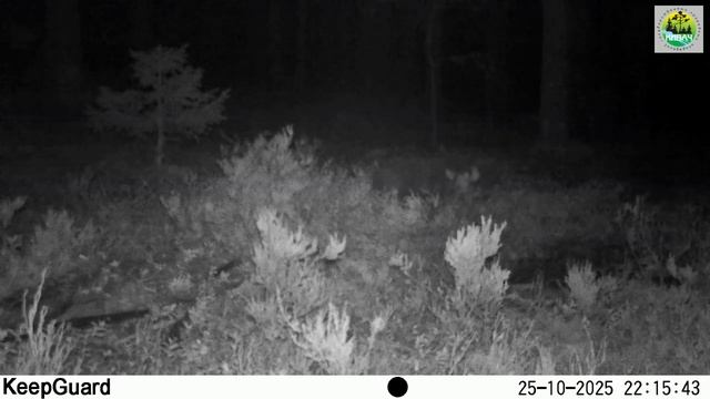 Куница в заповеднике "Кивач". Октябрь 2025 г.