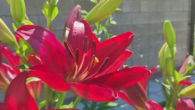 Яркие лилии. Красные ЛА-гибриды.