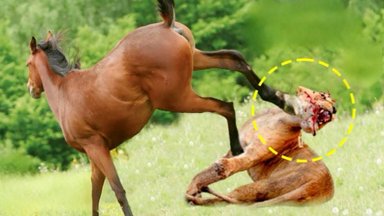 Вот как лошадь раскалывает черепа