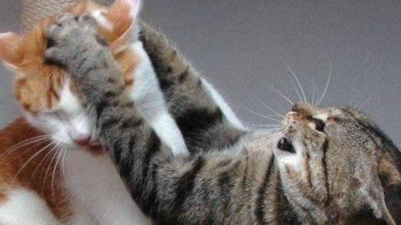 Смешное видео. Приколы с котами. Ловкачи.