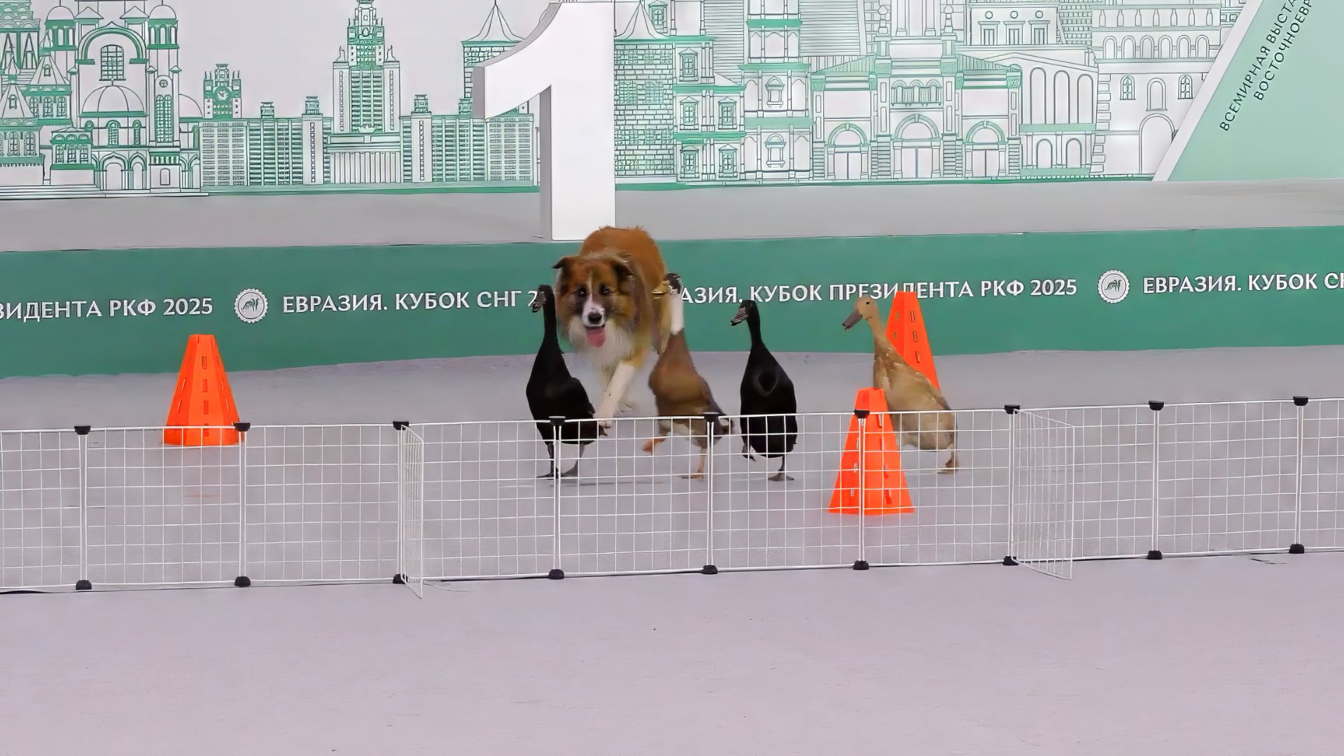 Показательные выступления по пастушьему делу на выставке собак "Евразия 2025"
