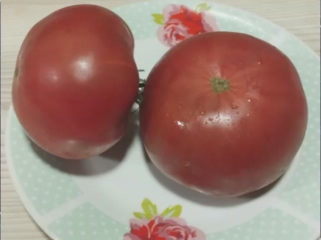 Гномы томатные. Новинки этого года. г. Киров.  т. 89229284031