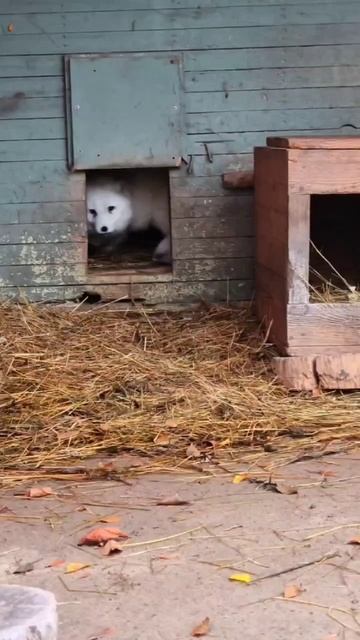 ⚡Рубрика #Красная_Книга📕  🔺Вид – Песец.