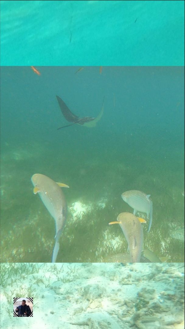 Плывем за скатом-орляком, снорклинг, Мальдивы 2025 #мальдивы #снорклинг #скат #maldives #snorkeling
