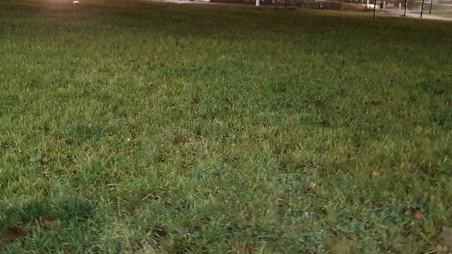 В декабре зеленая трава в Казани. Нет зимы. Руслан Михайлов