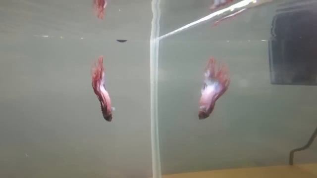 Два аквариума в одном 🥰