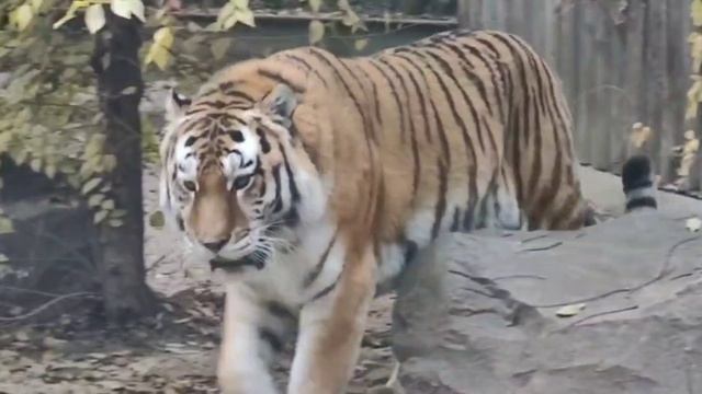 🤩 Друзья, загадка из зоопарка! В этом видео –  Устин и Жигер! А может Жигер и Устин?