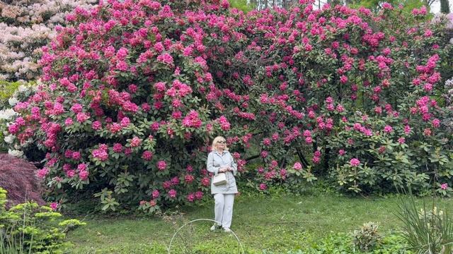 Рододендроны в горах.