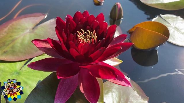 Нимфея Magma (Магма) кувшинка, waterlily, водные растения, пруд