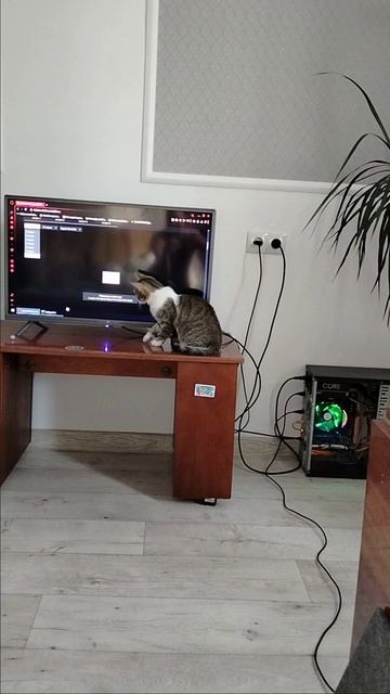 Котейкина охота на курсор