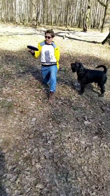 Миттельшнауцер - вольт от колена