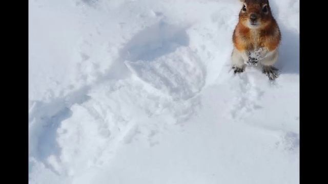 "Мой волшебный лес" - цикл "Зимняя музыка"