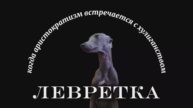 Левретки: когда аристократизм встречается с хулиганством.