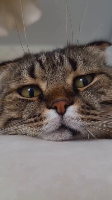 М-р-р-р-р-р... мрррррр