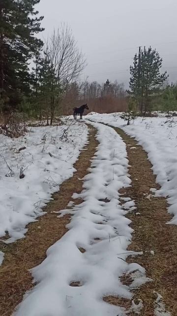 прогулка в лесу #лошадь #деревня