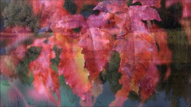 Фотовыставка Ольги Мартышевой «Осенняя пора, очей очарованье». Библиотека №14