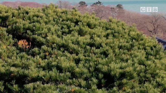 Сосновая роща в Безверхово | Видеоролик