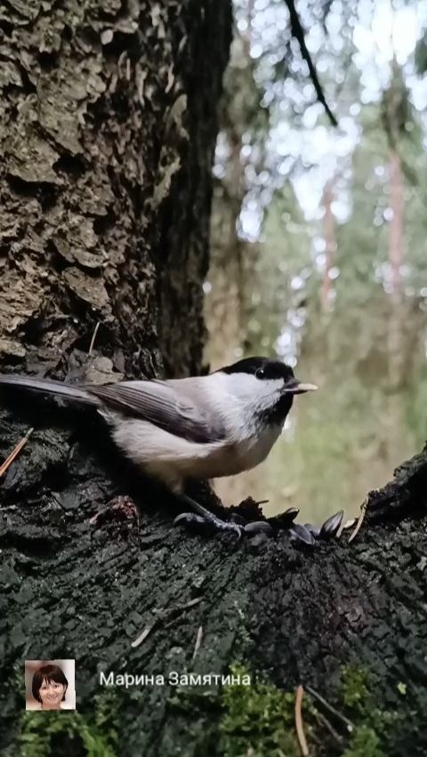 Гаичка в лесу.