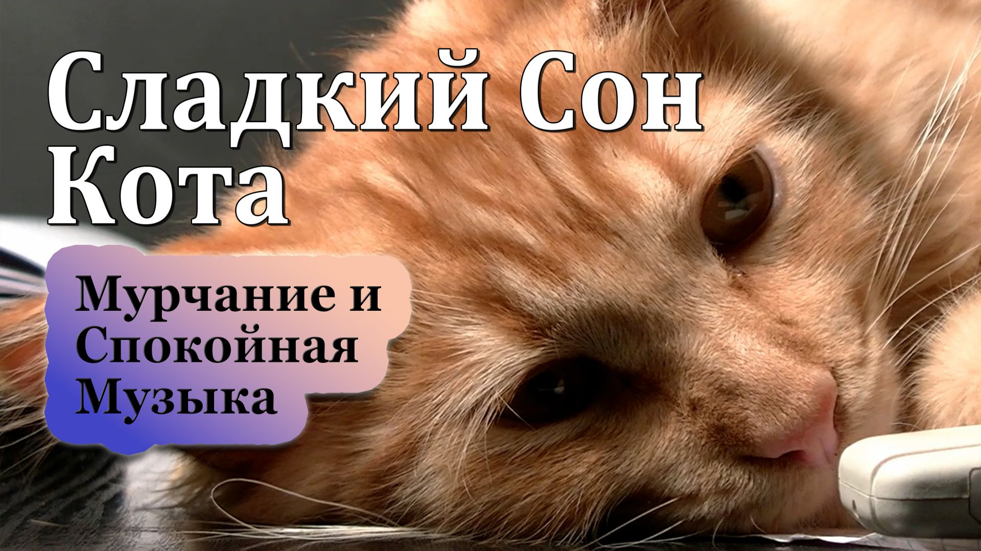 5 ЧАСОВ: Сладкий Сон Кота | Мурчание и Спокойная Музыка для Расслабления и Сна 😻🎶😴