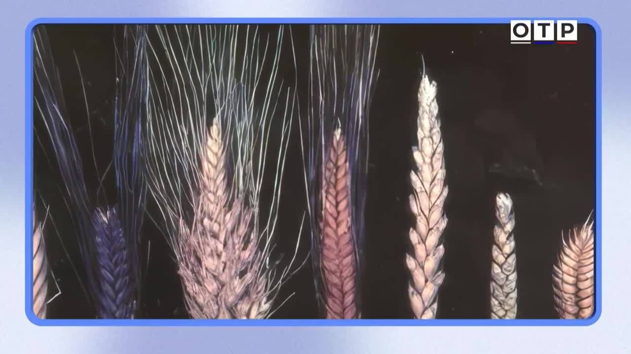 Закон гомологических рядов