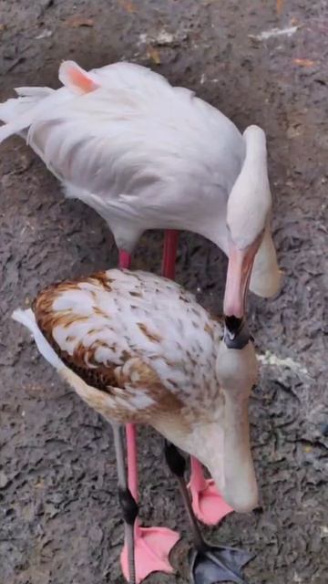 #ЗОО_КВИЗ! Фламинго